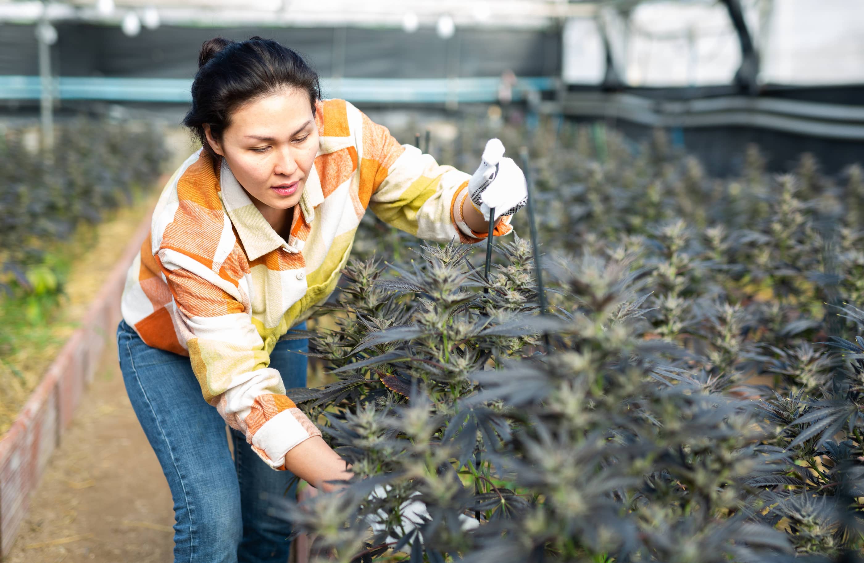 McNeil Minute: Electrical Systems In The Cannabis Industry | McNeil & Co.